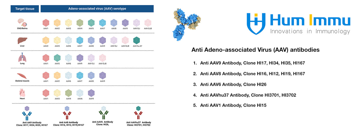 Adeno-Associated Virus (AAV) Antibodies – Humimmu