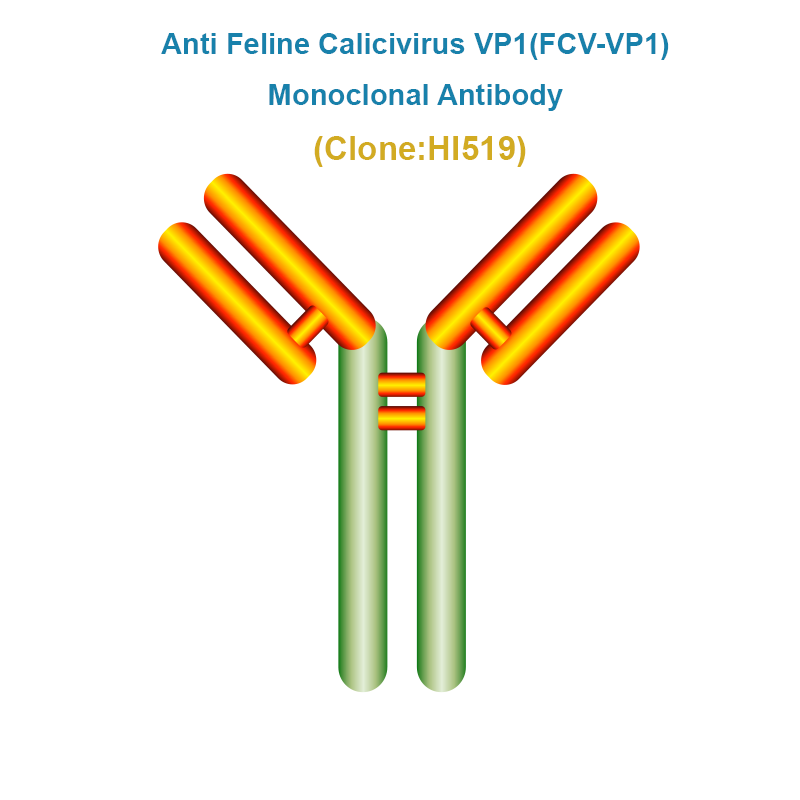 Anti Feline Calicivirus VP1 (FCV-VP1) Monoclonal Antibody – Humimmu