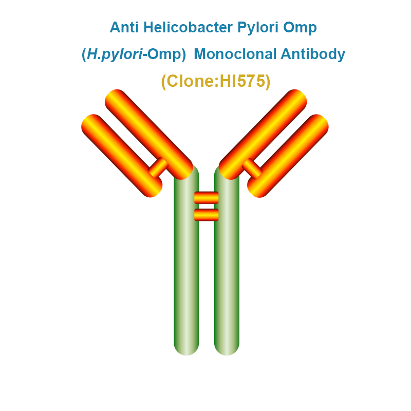 Anti Helicobacter Pylori Omp (H.pylori-NapA) Monoclonal Antibody – Humimmu
