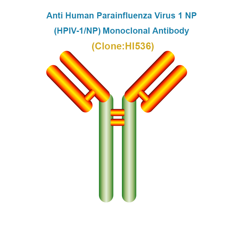 Anti Human Parainfluenza Virus type 1 NP (HPIV1-NP) Monoclonal Antibod ...