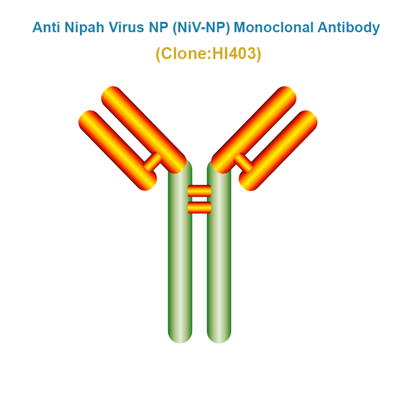 Anti Nipah Virus NP (NiV-NP) Monoclonal Antibody – Humimmu