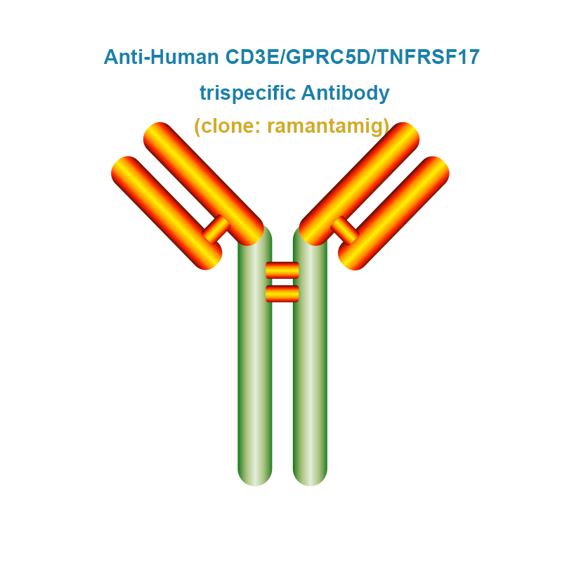 Anti-Human CD3E/GPRC5D/TNFRSF17 trispecific Antibody, clone: ramantami ...