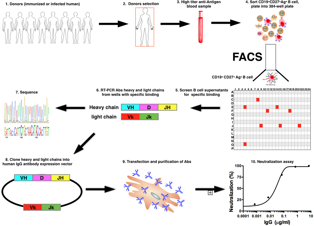Human B Cell Culture and Expansion Kit – Humimmu